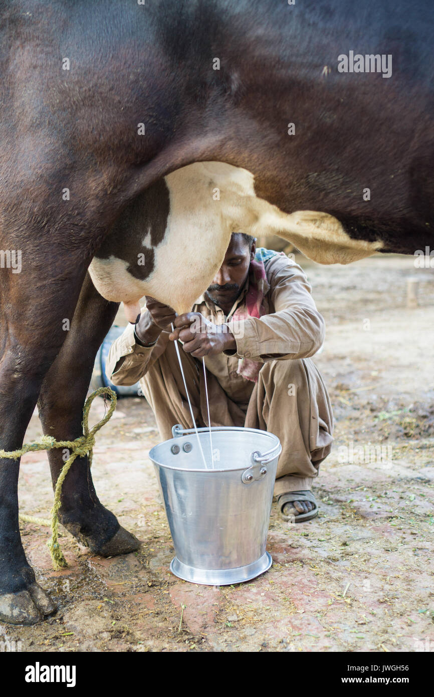 Pakistani buffalo hi-res stock photography and images - Alamy