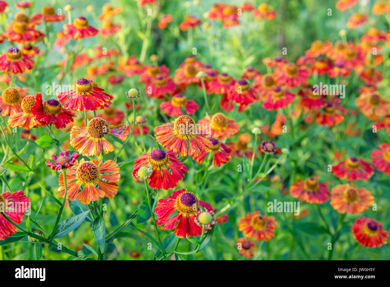 Helenium hi-res stock photography and images - Alamy