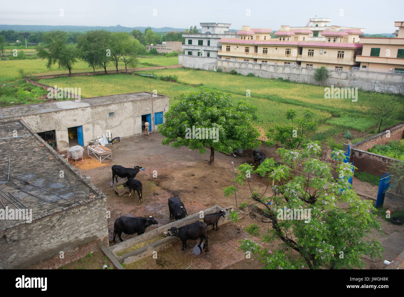 Livestock inside farm Kharian village Pakistan Stock Photo - Alamy