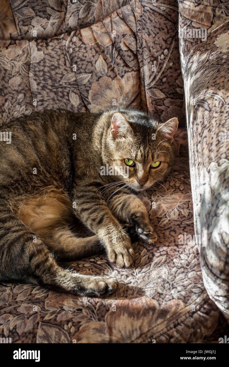 Tabby cat with beautiful green eyes Stock Photo - Alamy