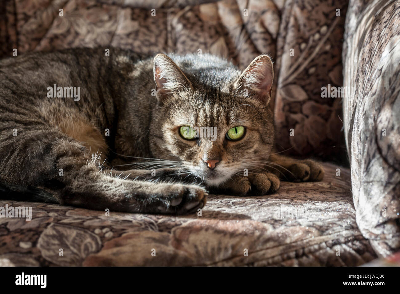 Tabby cat with beautiful green eyes Stock Photo - Alamy