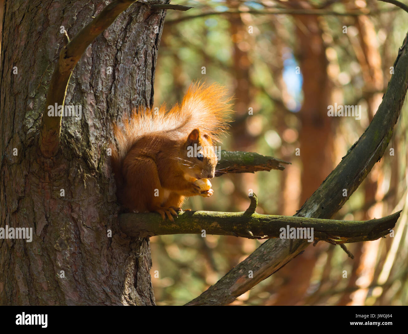 Squirrel in the woods hi-res stock photography and images - Alamy