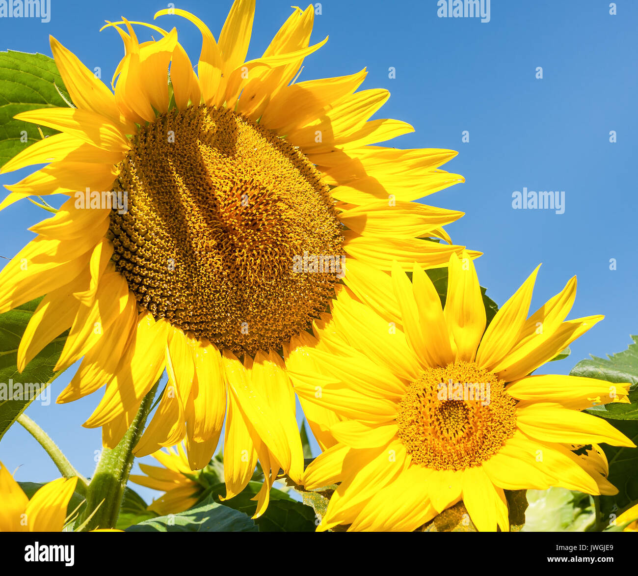 Sunflower in blossom. Sunflower blue sky landscape. Sunflowers close up ...