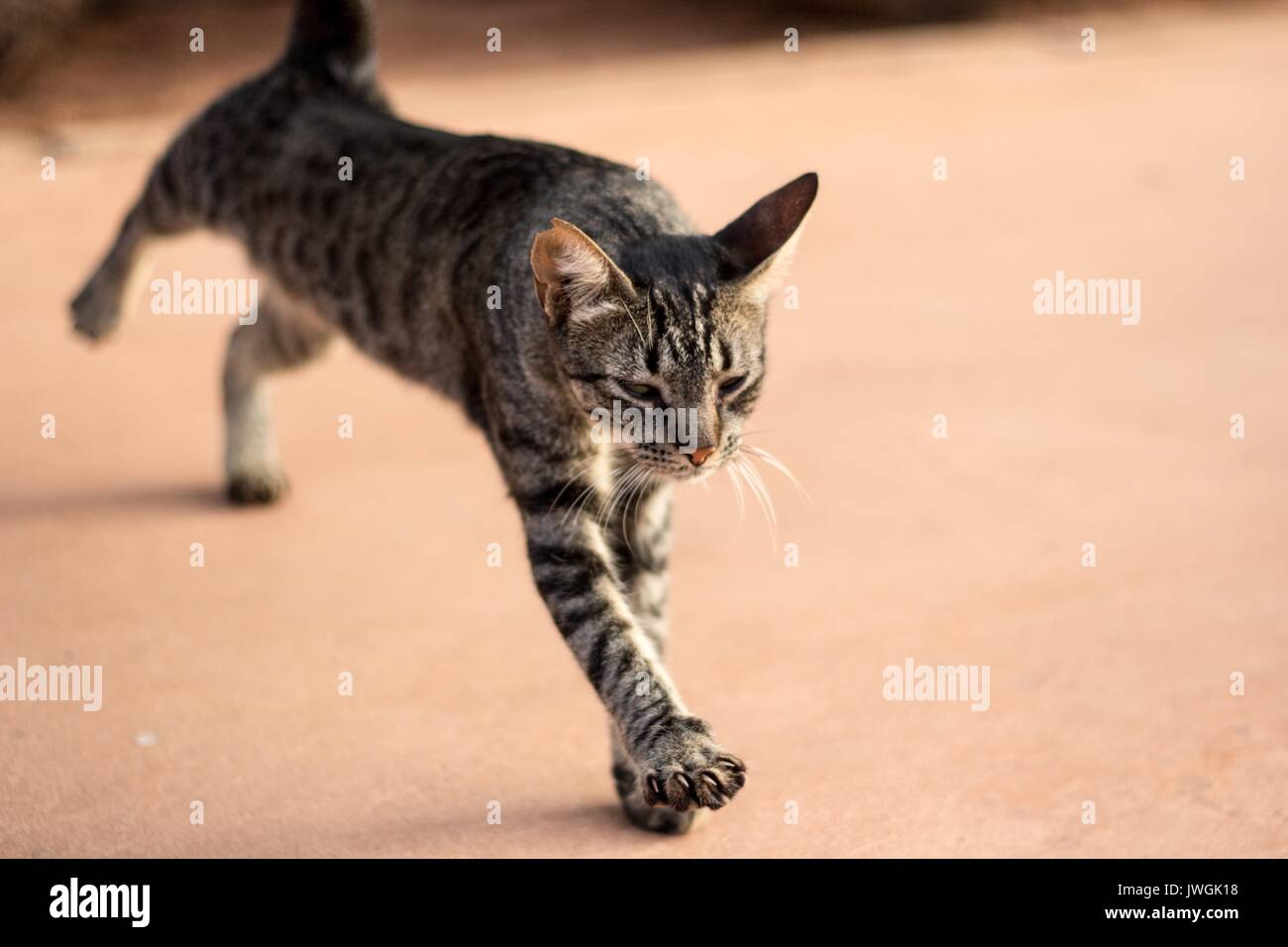 Black tabby cat stretching hi-res stock photography and images - Alamy