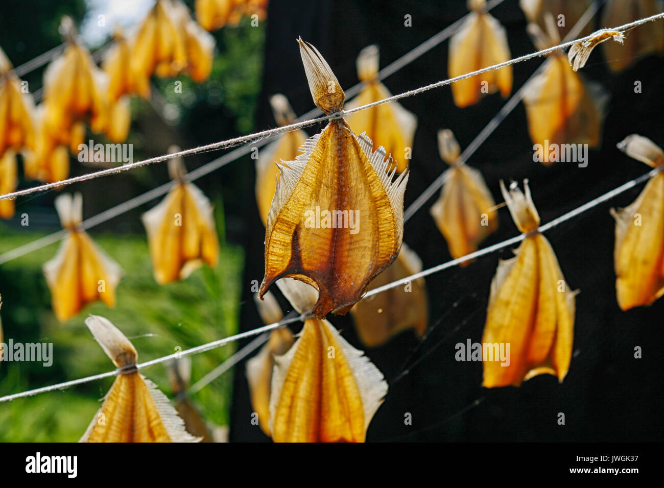 Salted fish drying hi-res stock photography and images - Alamy