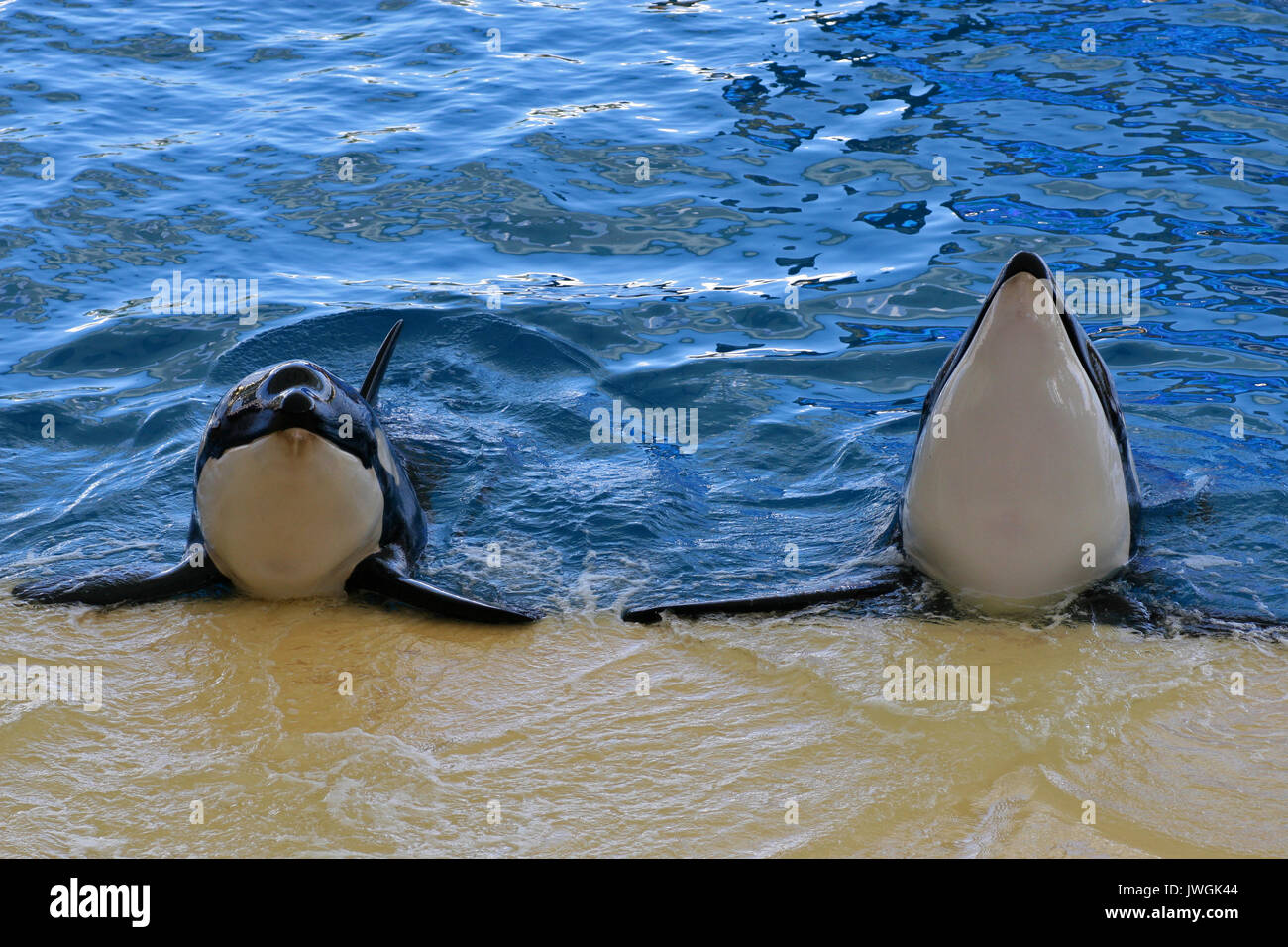 Killer whale orca show tenerife hi-res stock photography and images - Alamy