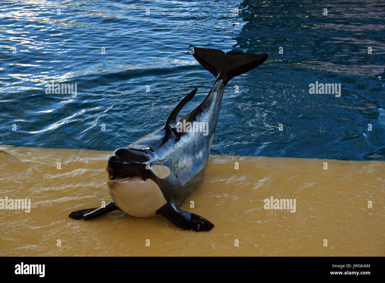 Killer whale orca show tenerife hi-res stock photography and images - Alamy