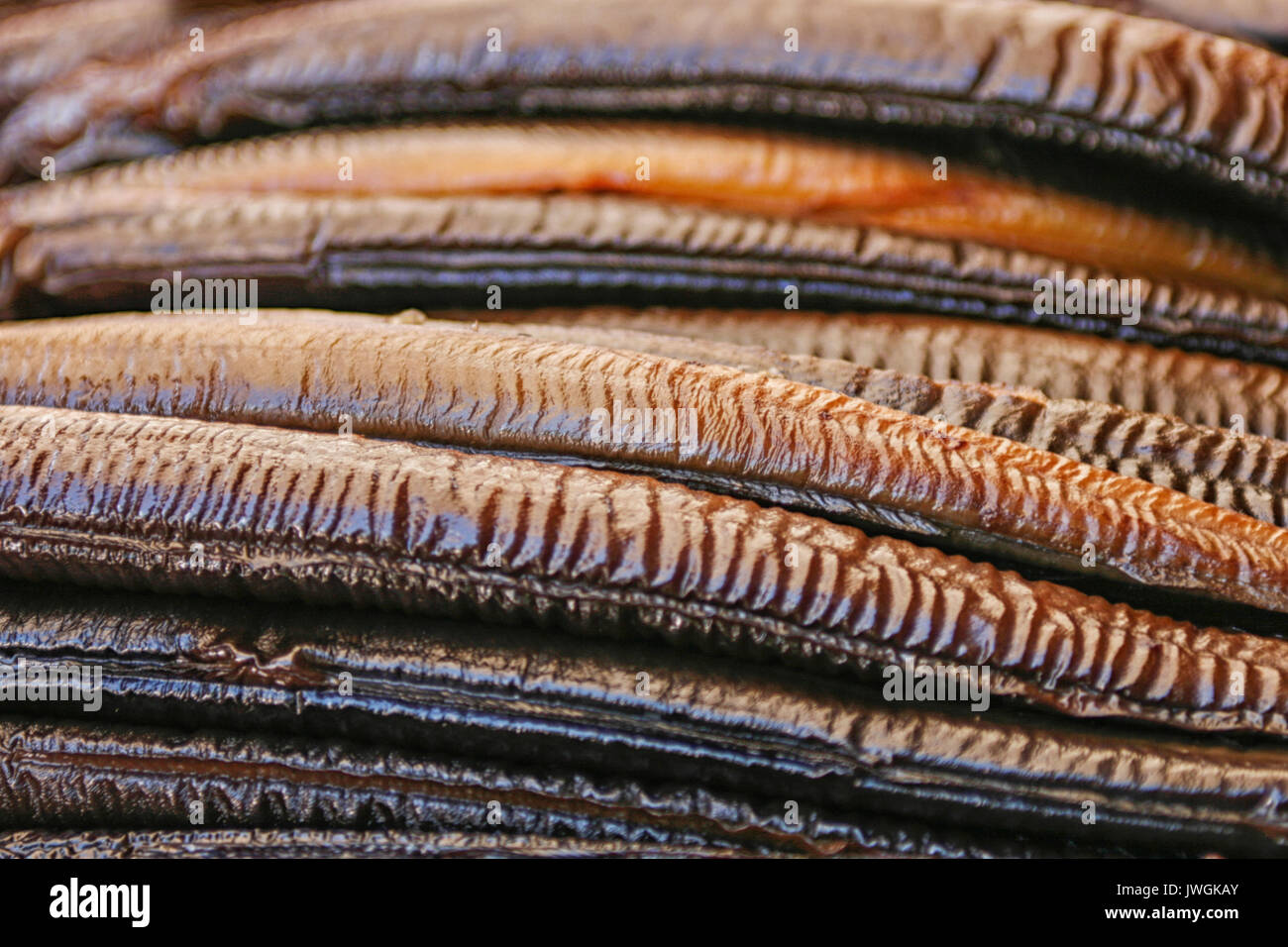 Rare eel hi-res stock photography and images - Alamy