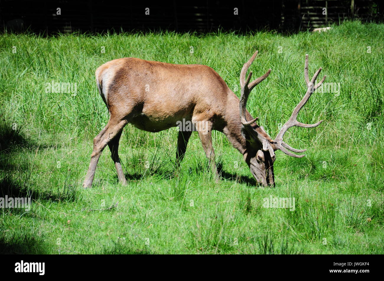 Deer European Cervus elaphus, field, forest, male Stock Photo - Alamy