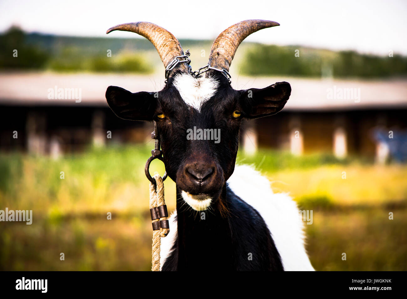 Goat deer hi-res stock photography and images - Alamy
