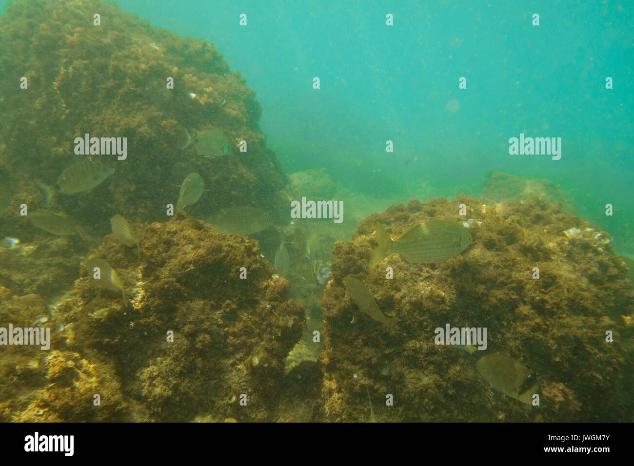 Underwater sea rocks hi-res stock photography and images - Alamy