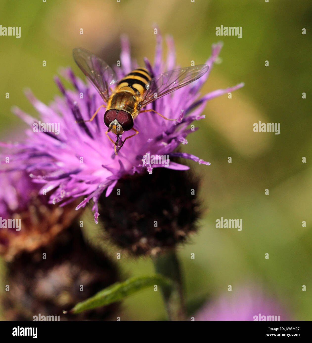 Common Banded Hoverfly Stock Photo - Alamy