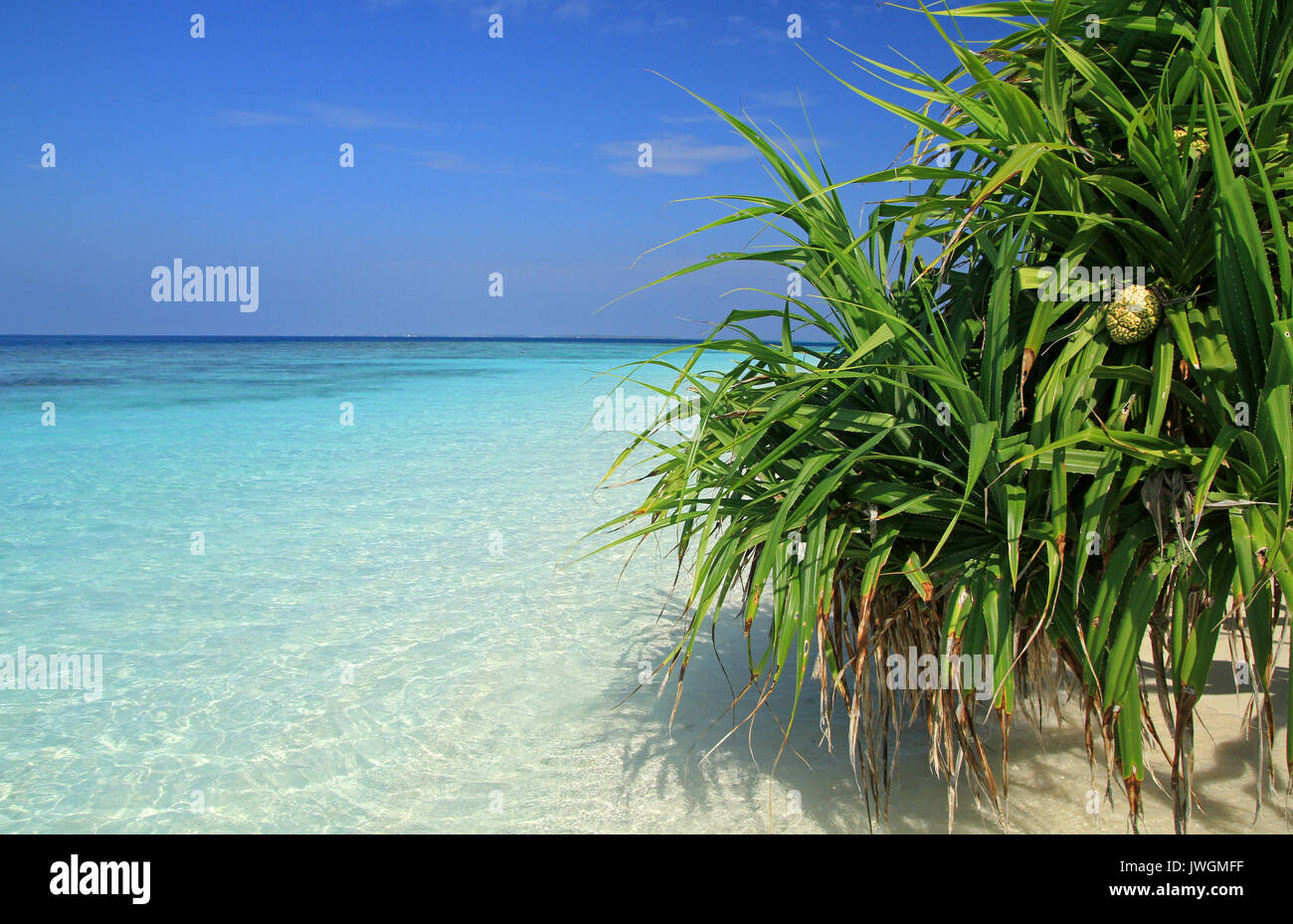 Screw-pine, Ari Atol, Maldives Stock Photo - Alamy