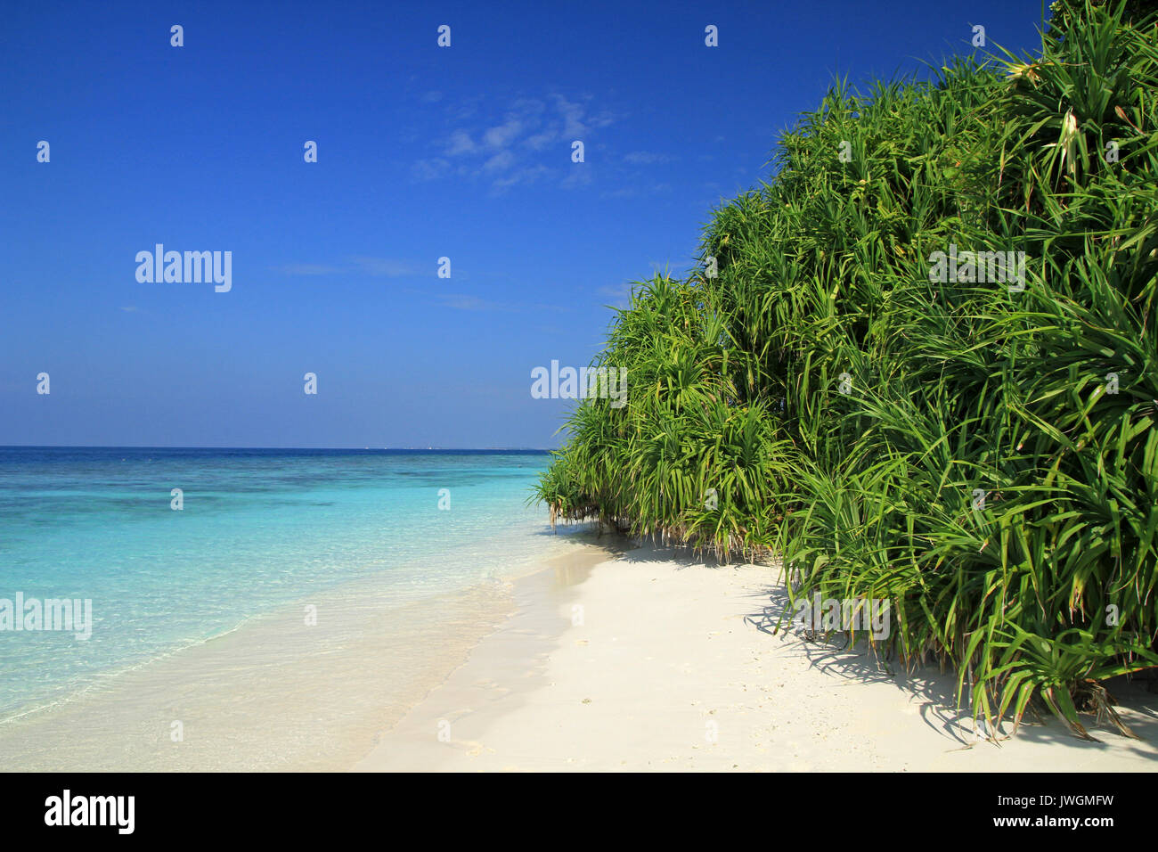 Screw-pine, Ari Atol, Maldives Stock Photo - Alamy