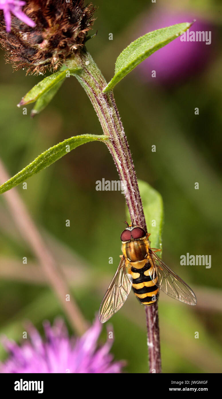 Common Banded Hoverfly Stock Photo - Alamy