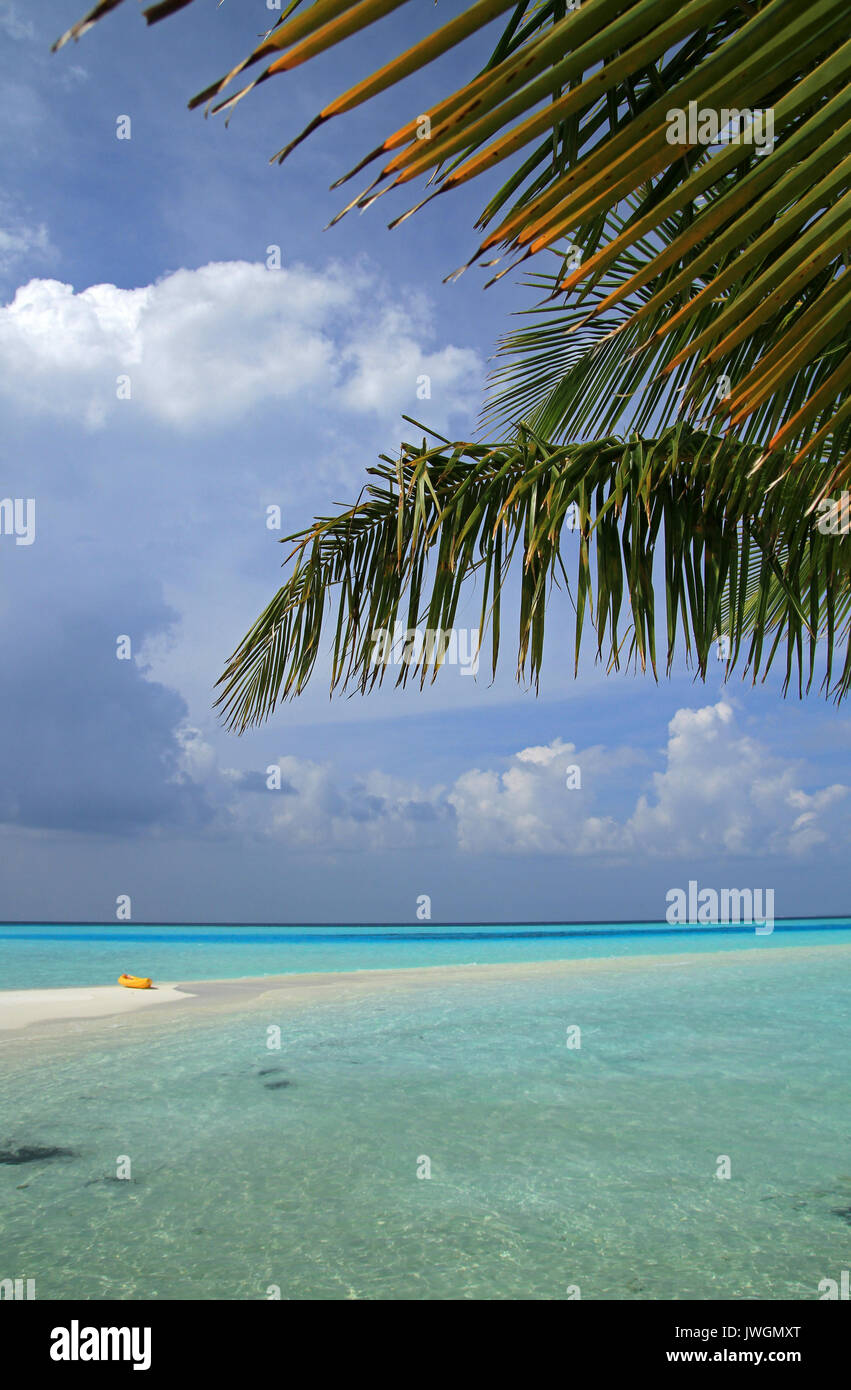 Coconut tree, Ari Atol, Maldives Stock Photo - Alamy