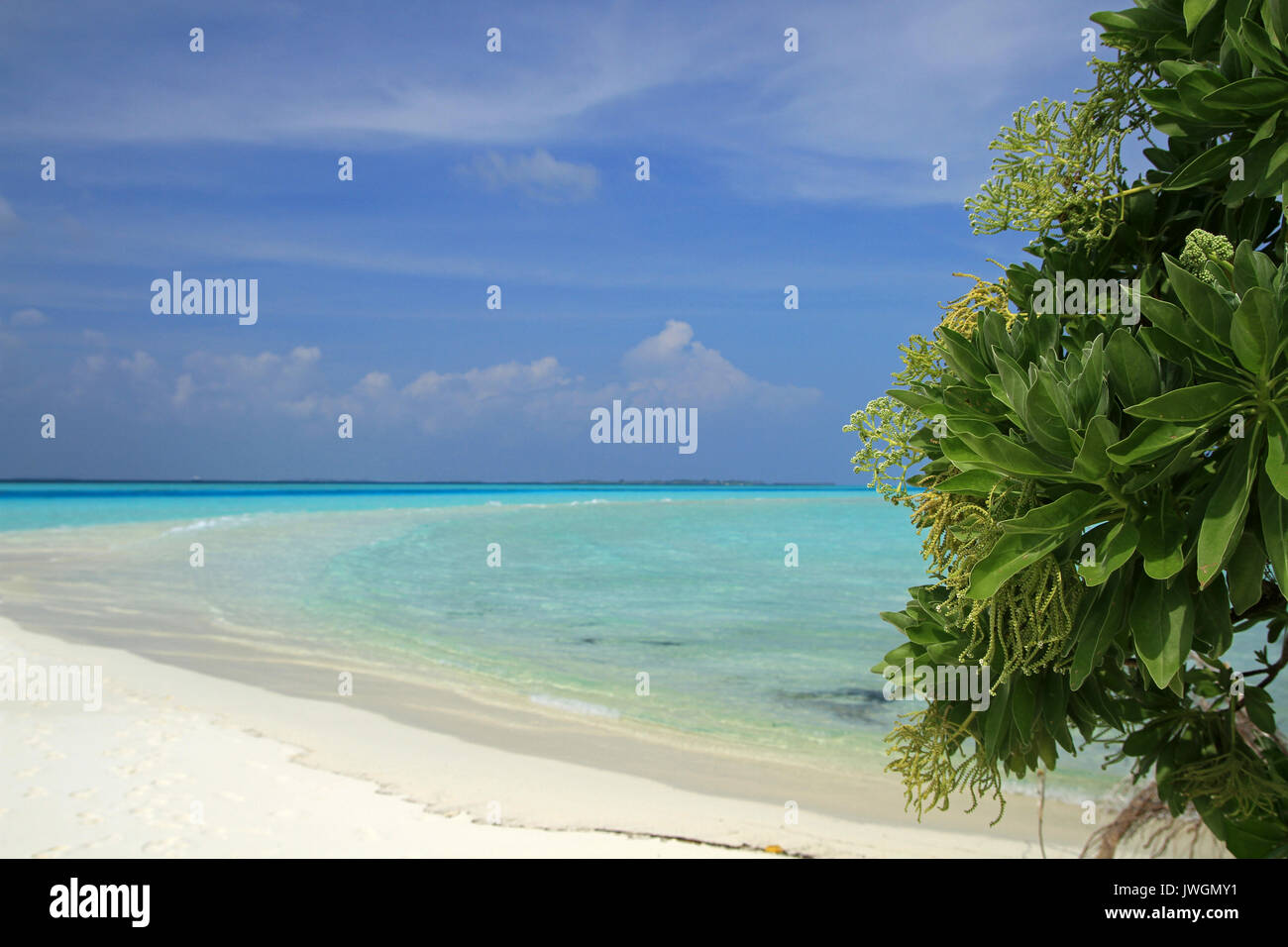 Screw-pine, Ari Atol, Maldives Stock Photo - Alamy