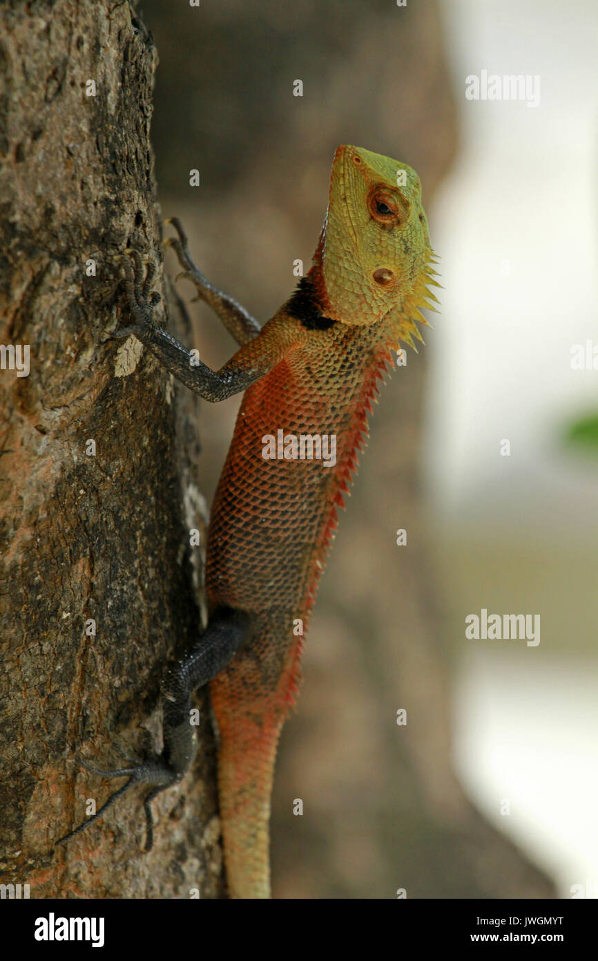 Maldivian Wildlife High Resolution Stock Photography and Images - Alamy