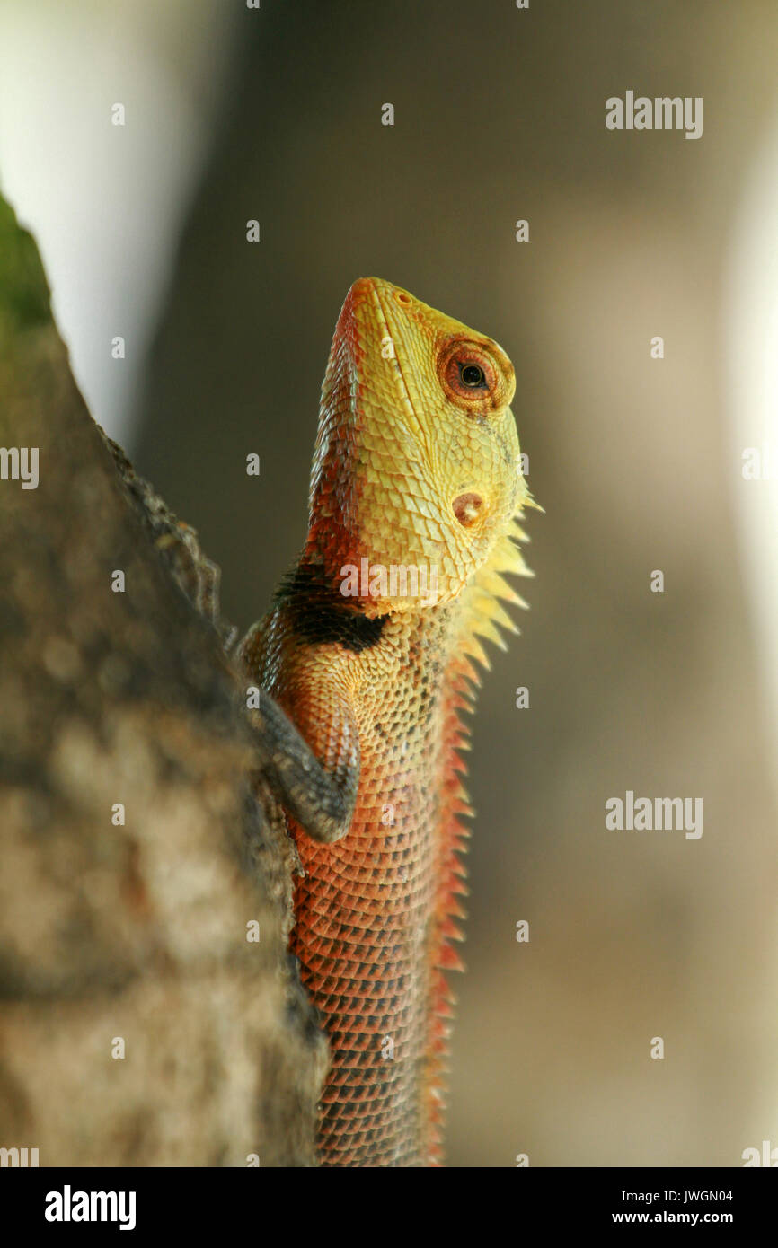Oriental garden lizard, Ari Atol, Maldives Stock Photo - Alamy