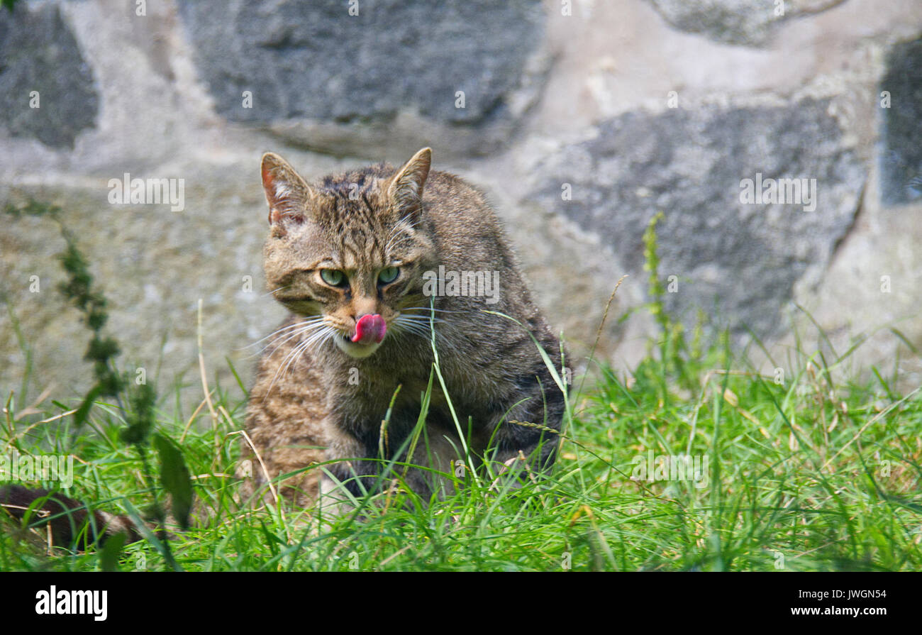 Rare wildcat hi-res stock photography and images - Alamy