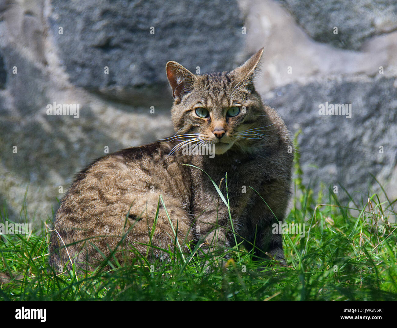Rare wildcat hi-res stock photography and images - Alamy
