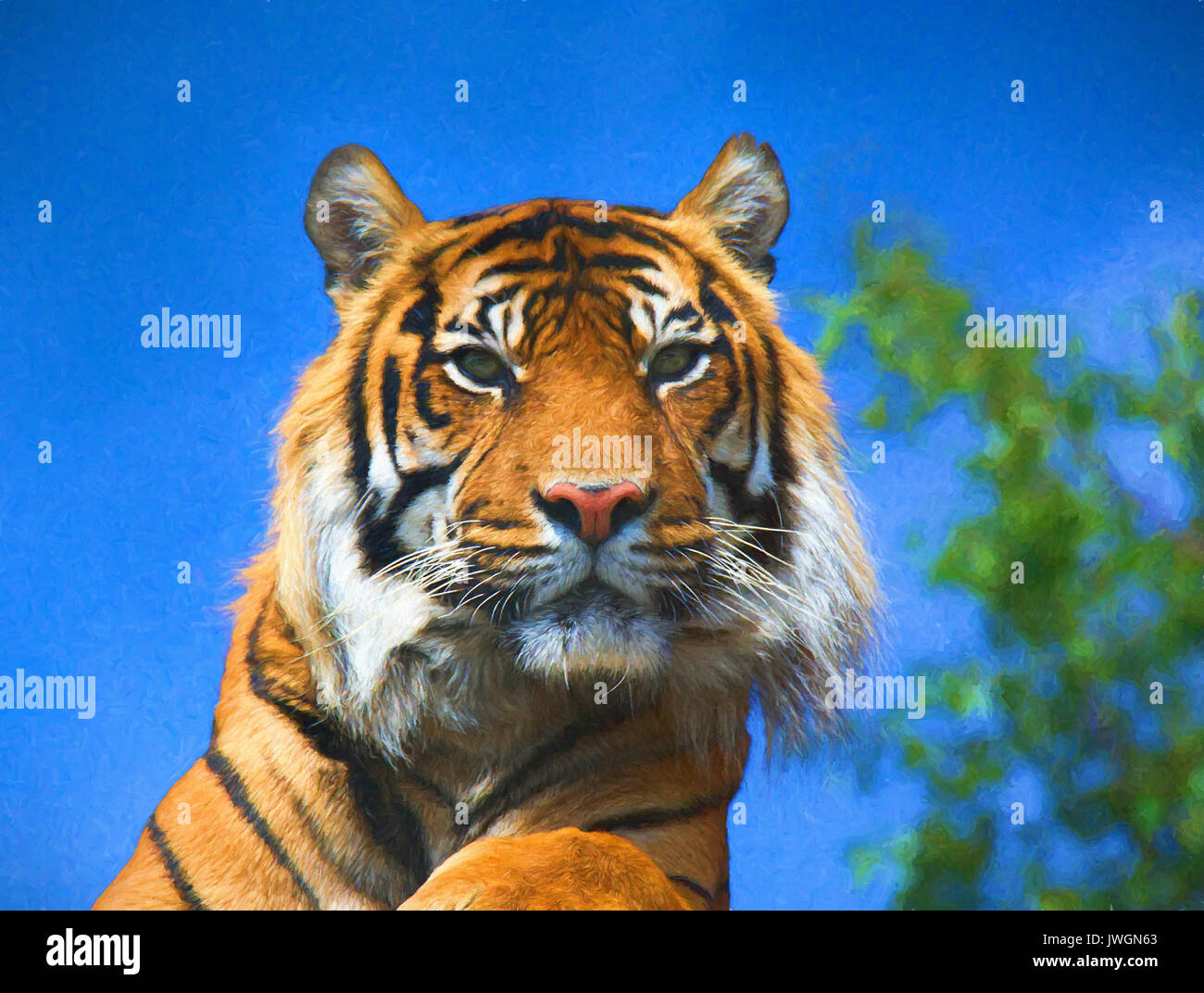 Smallest of tigers hi-res stock photography and images - Alamy