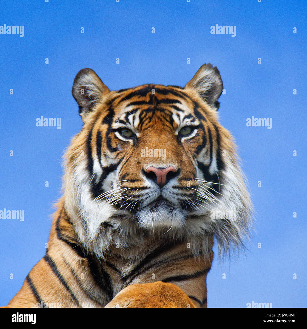 Smallest tiger subspecies hi-res stock photography and images - Alamy