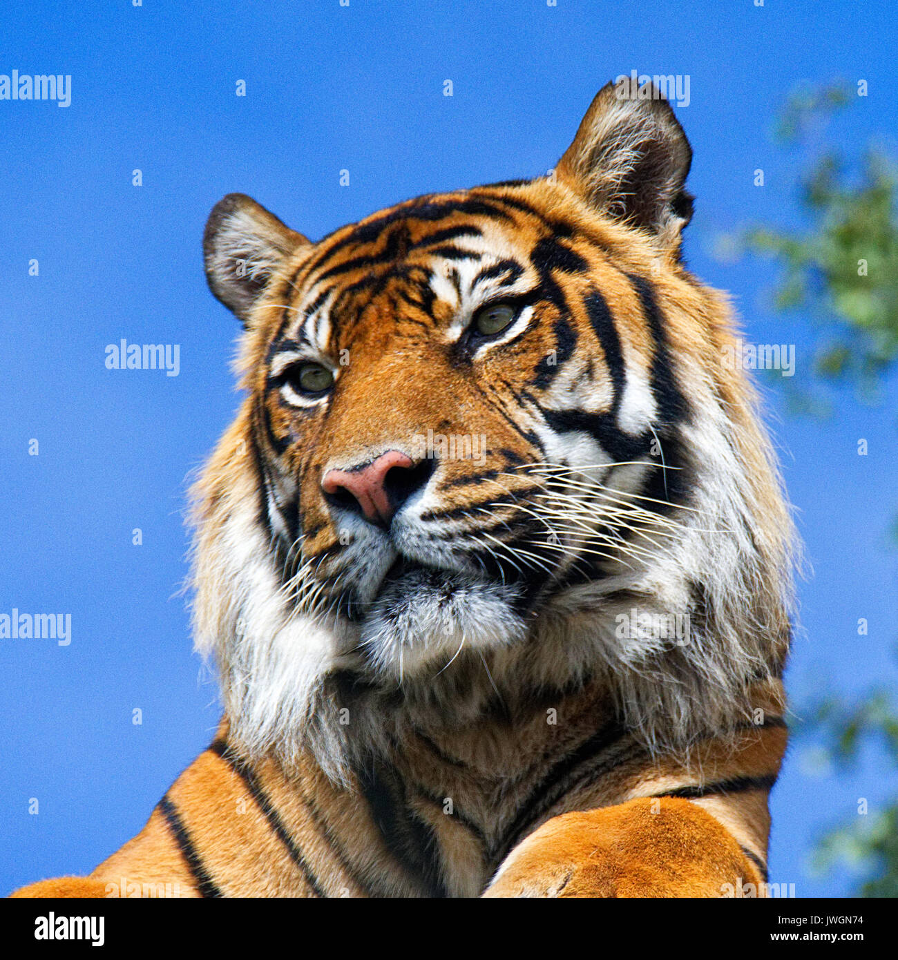 Smallest tiger subspecies hi-res stock photography and images - Alamy