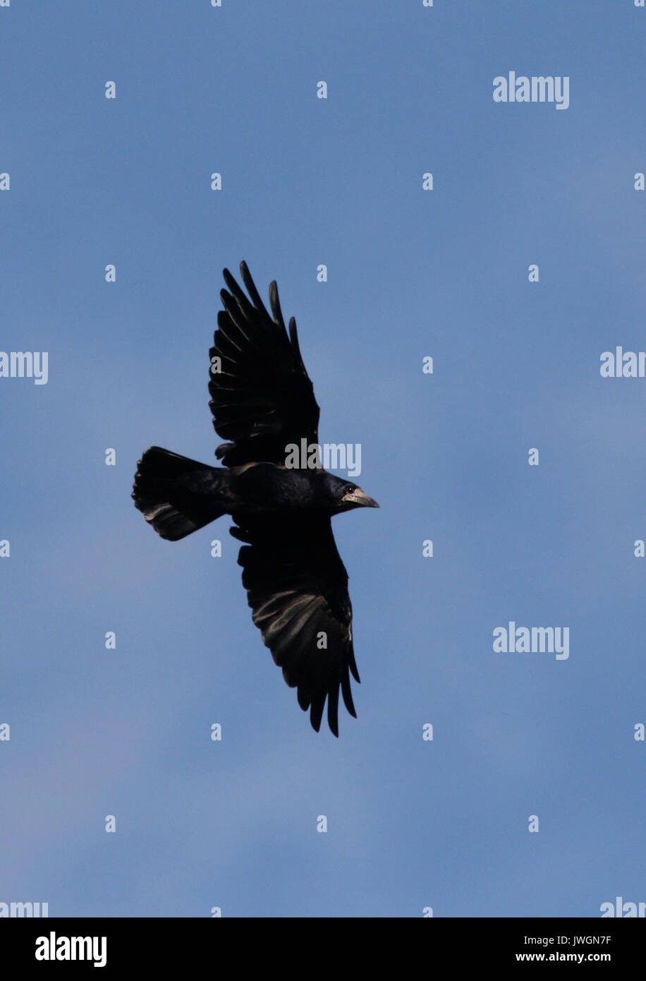 Blue rook hi-res stock photography and images - Alamy
