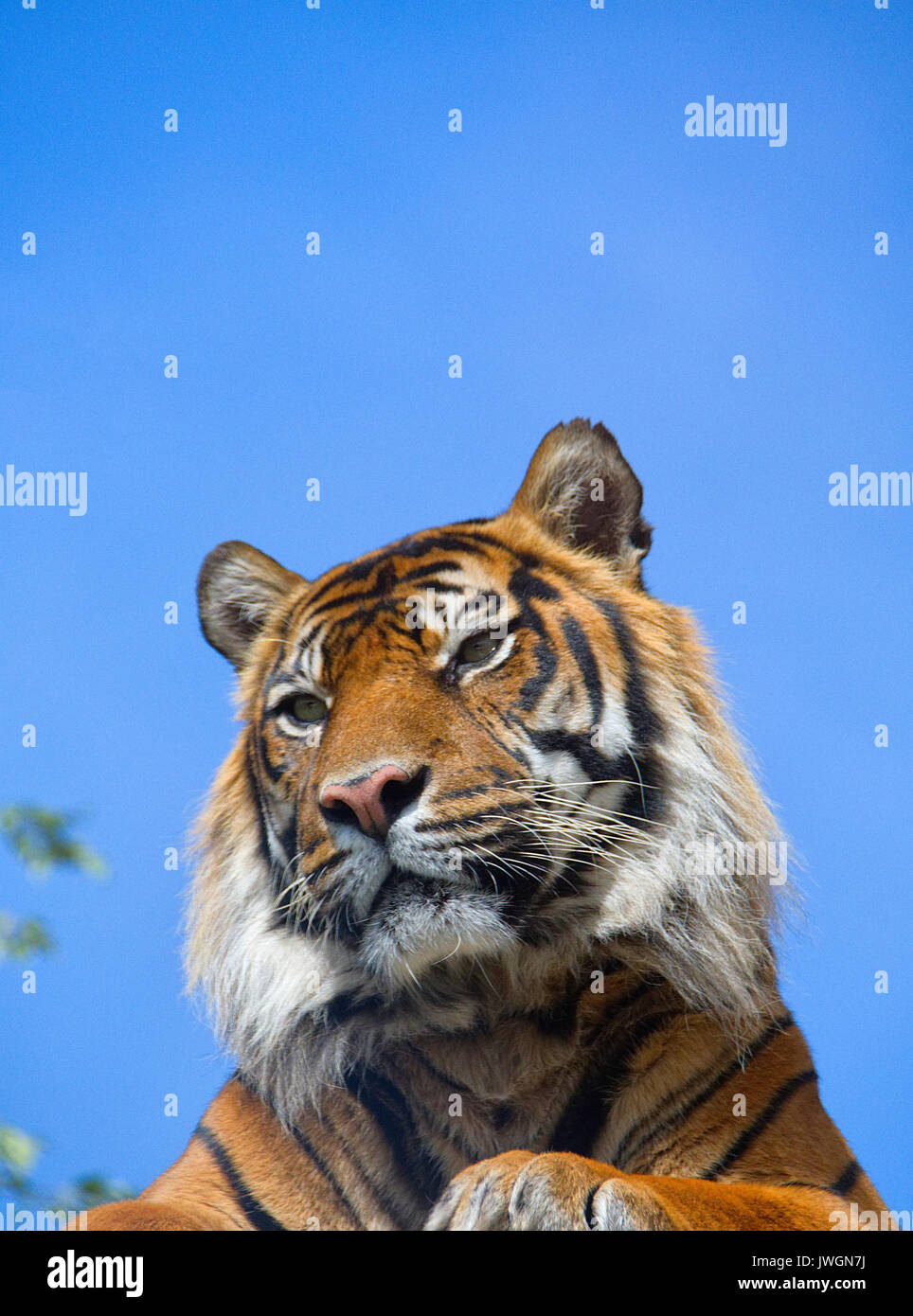 Smallest of the tiger subspecies hi-res stock photography and images ...