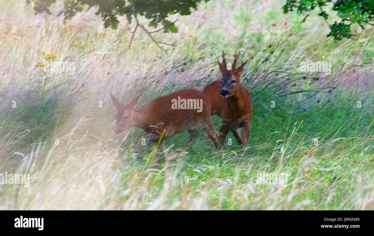 Is an eurasian species of deer hi-res stock photography and images - Alamy