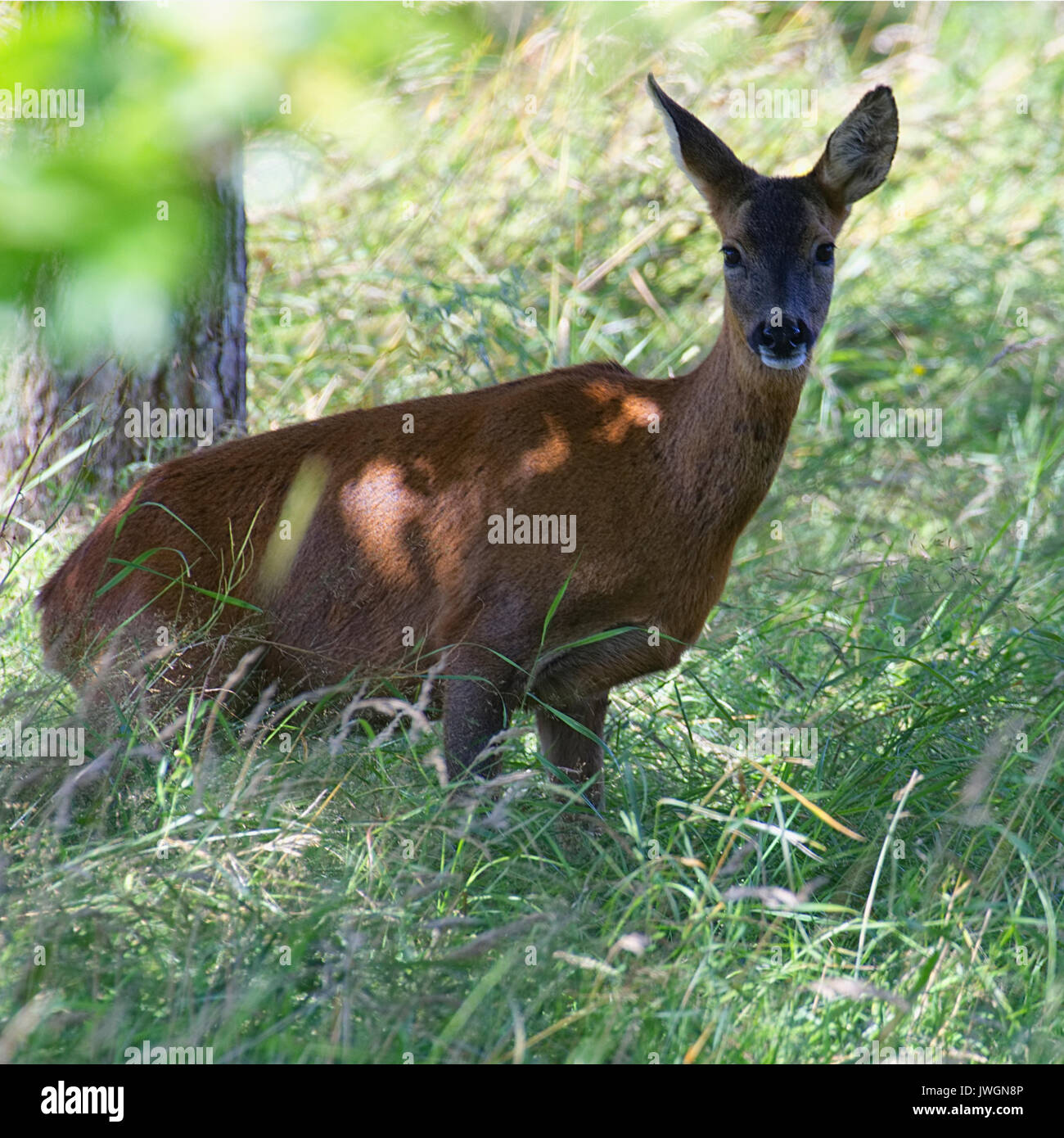 Relatively small deer hi-res stock photography and images - Alamy