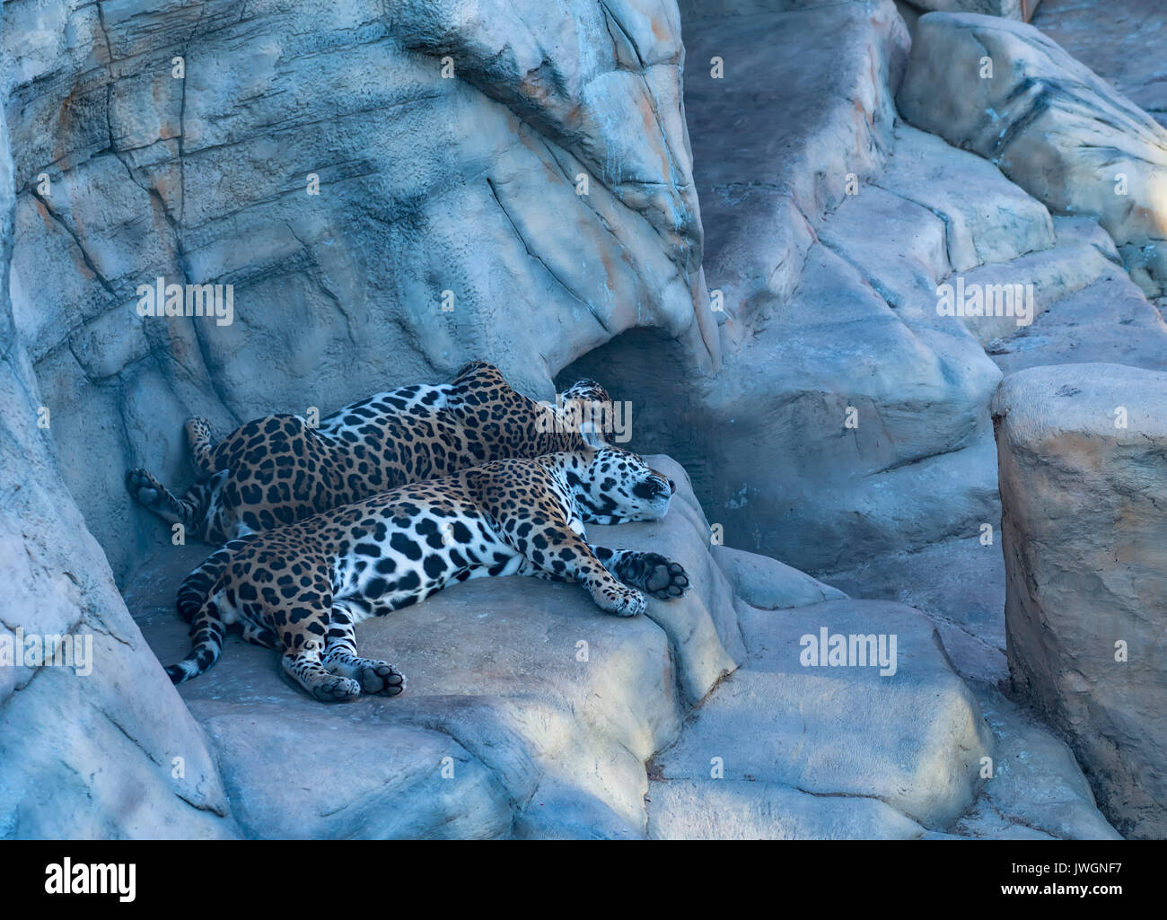 two leopards sleeping in the zoo Stock Photo - Alamy