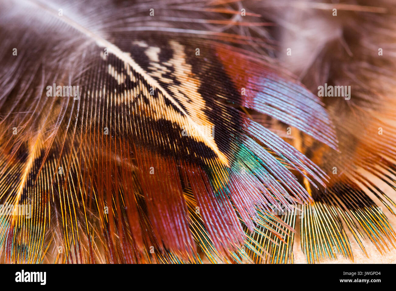 Pheasant feather hi-res stock photography and images - Alamy