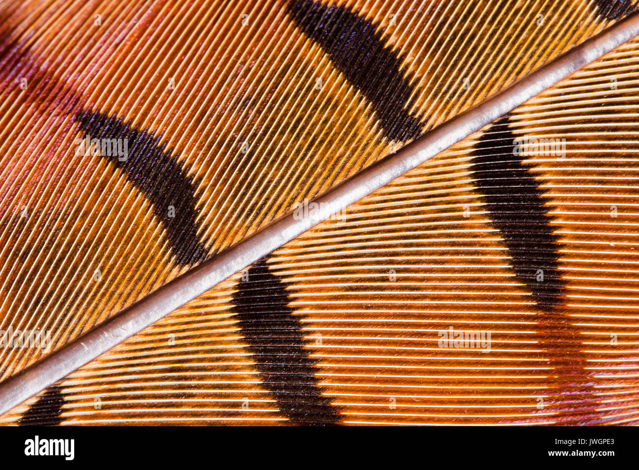 Pheasant feather hi-res stock photography and images - Alamy
