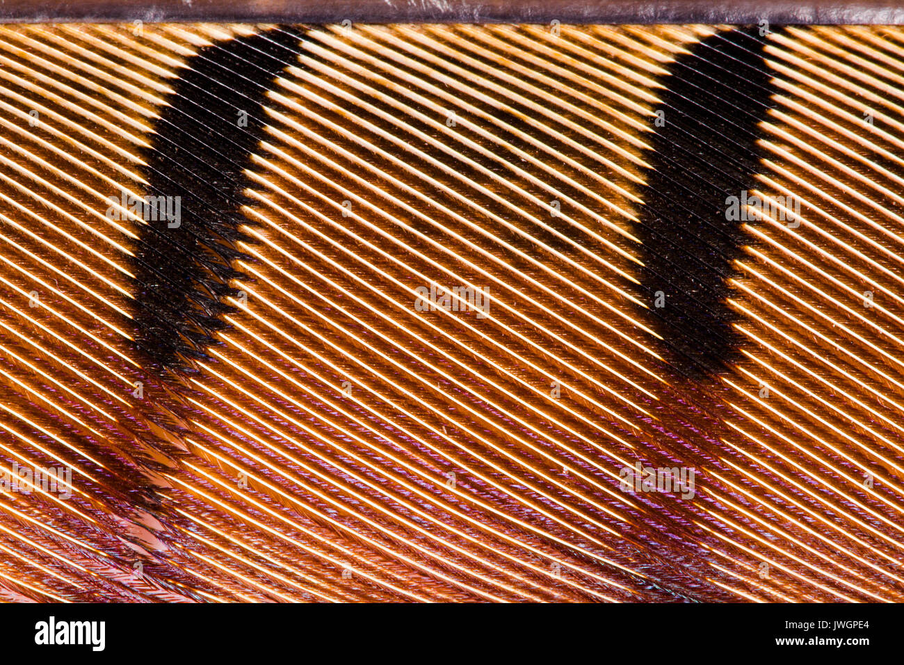 Pheasant feather hi-res stock photography and images - Alamy
