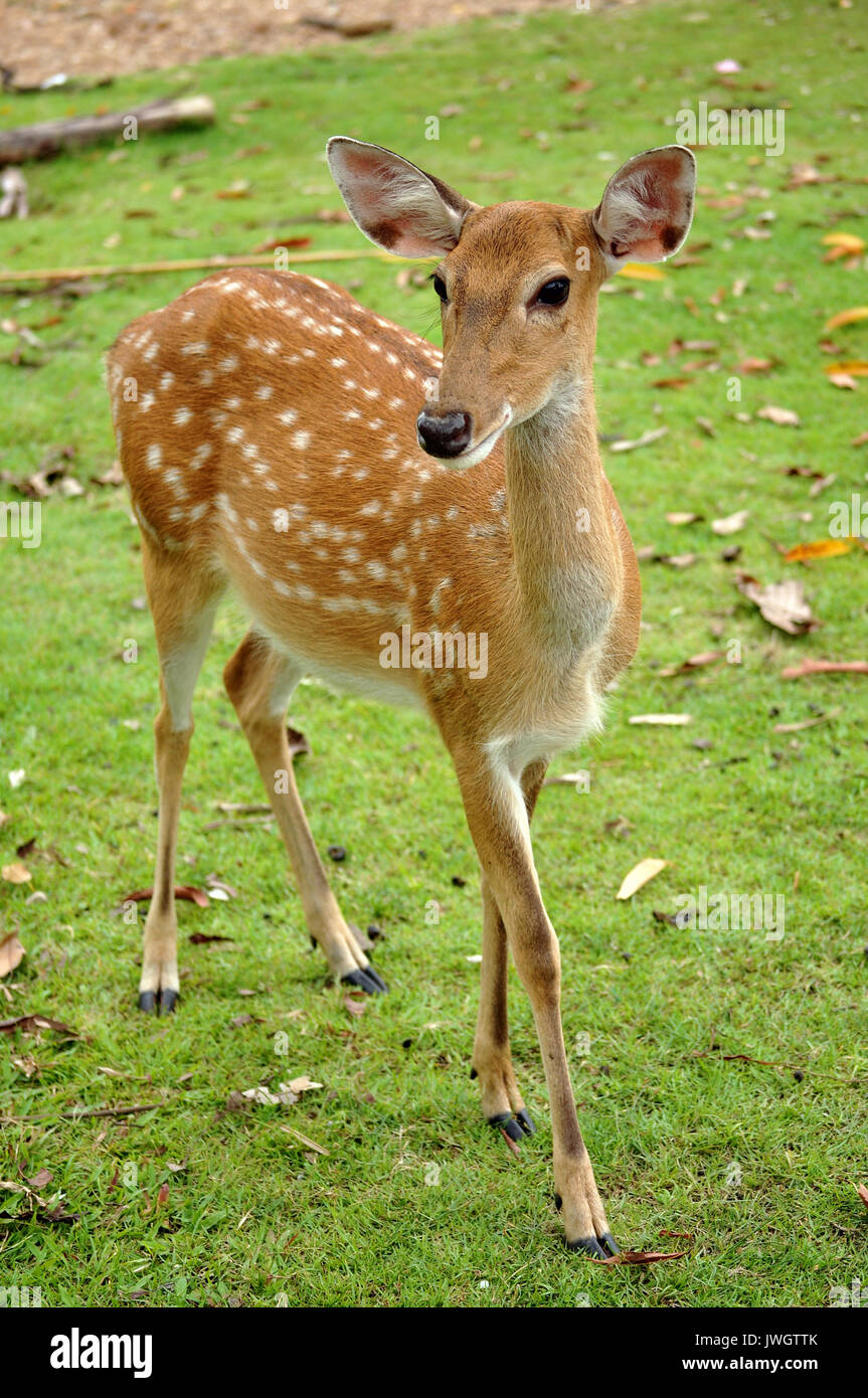The Sika deer is one of the few deer species that does not lose its ...