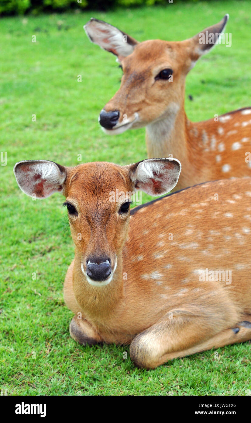 The Sika Deer, Cervus nippon, also known as the Spotted Deer or the ...
