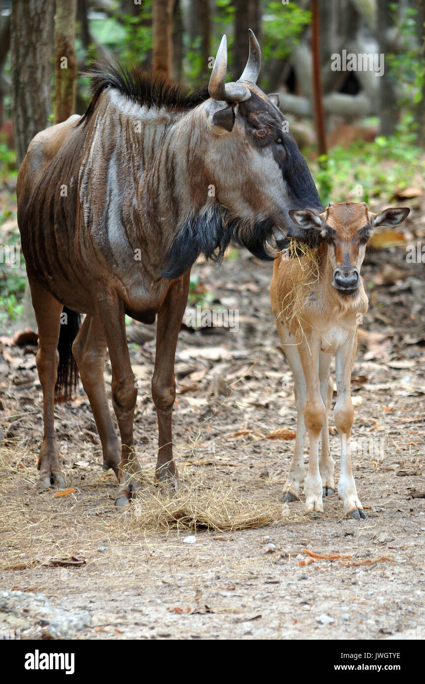 The main differences between the black and blue wildebeest are the ...