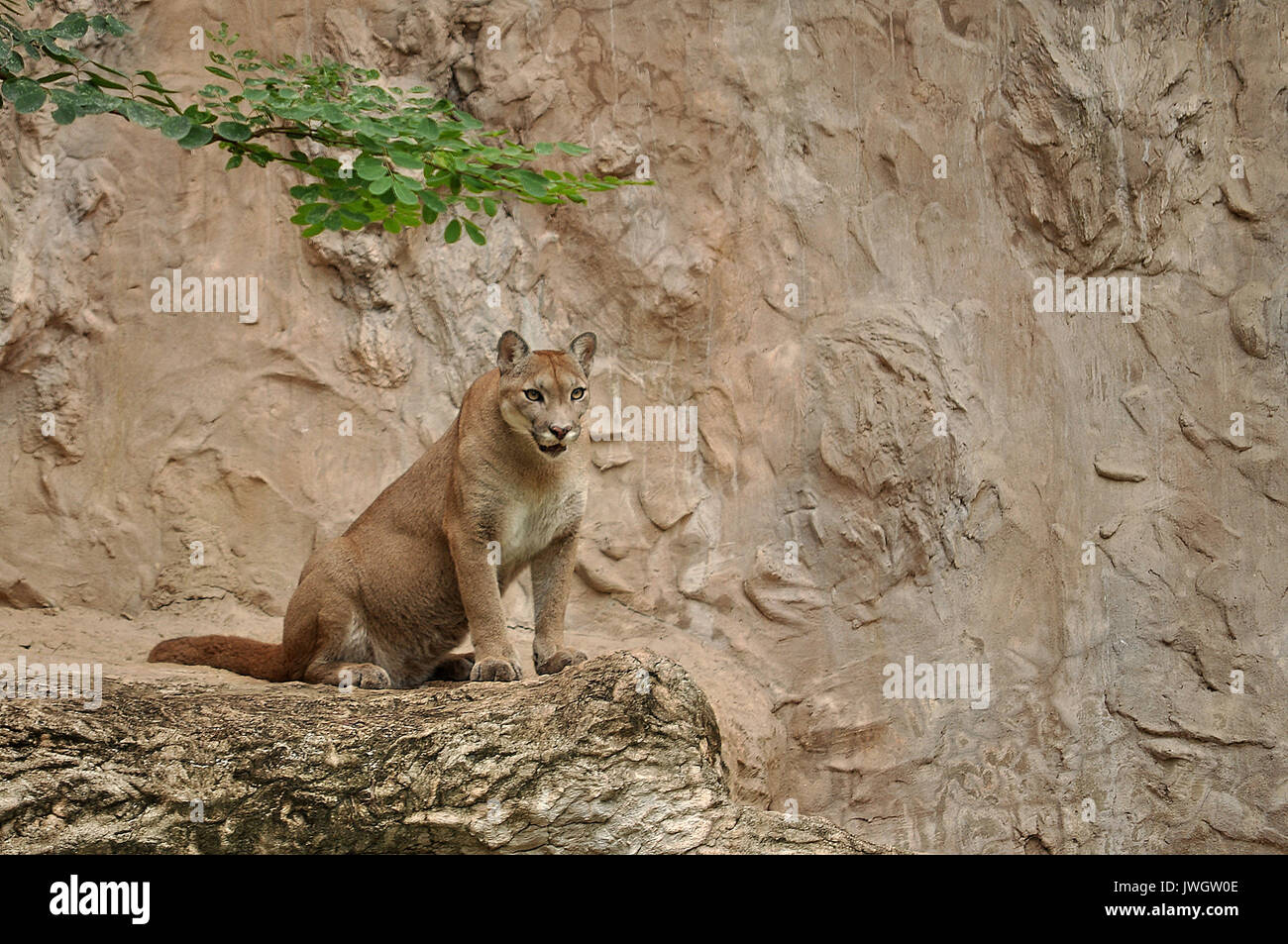 The cougar (Puma concolor), also known as puma, mountain lion, mountain ...