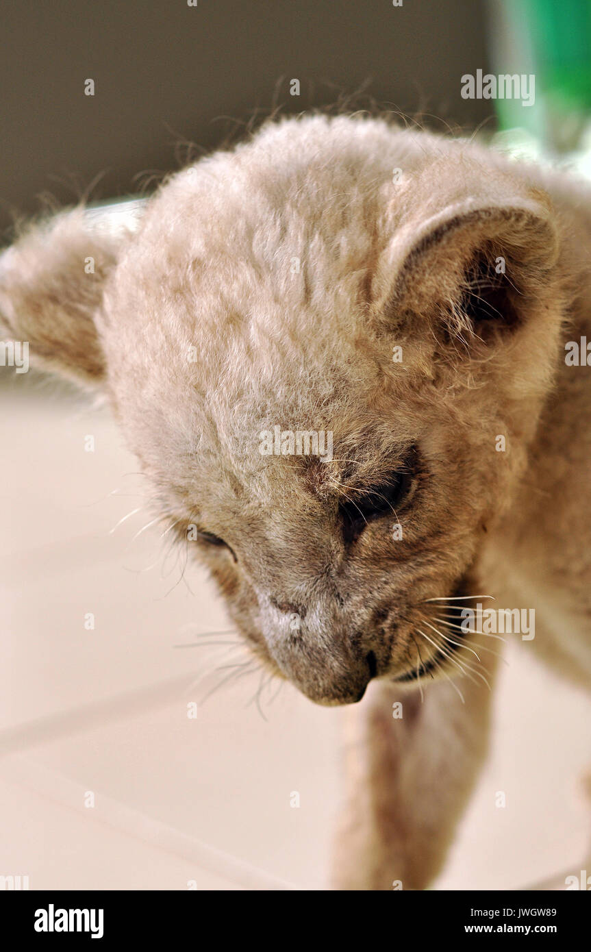 the lion giving birth to a litter of one to four cubs in a secluded den ...