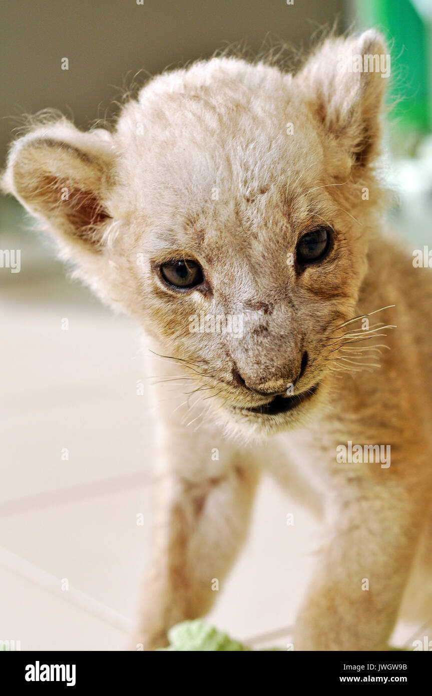 Lion den cubs hi-res stock photography and images - Alamy