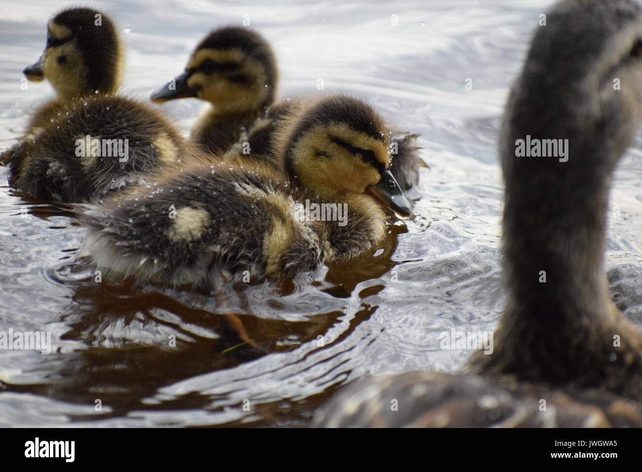 Ducklings swimming hi-res stock photography and images - Alamy