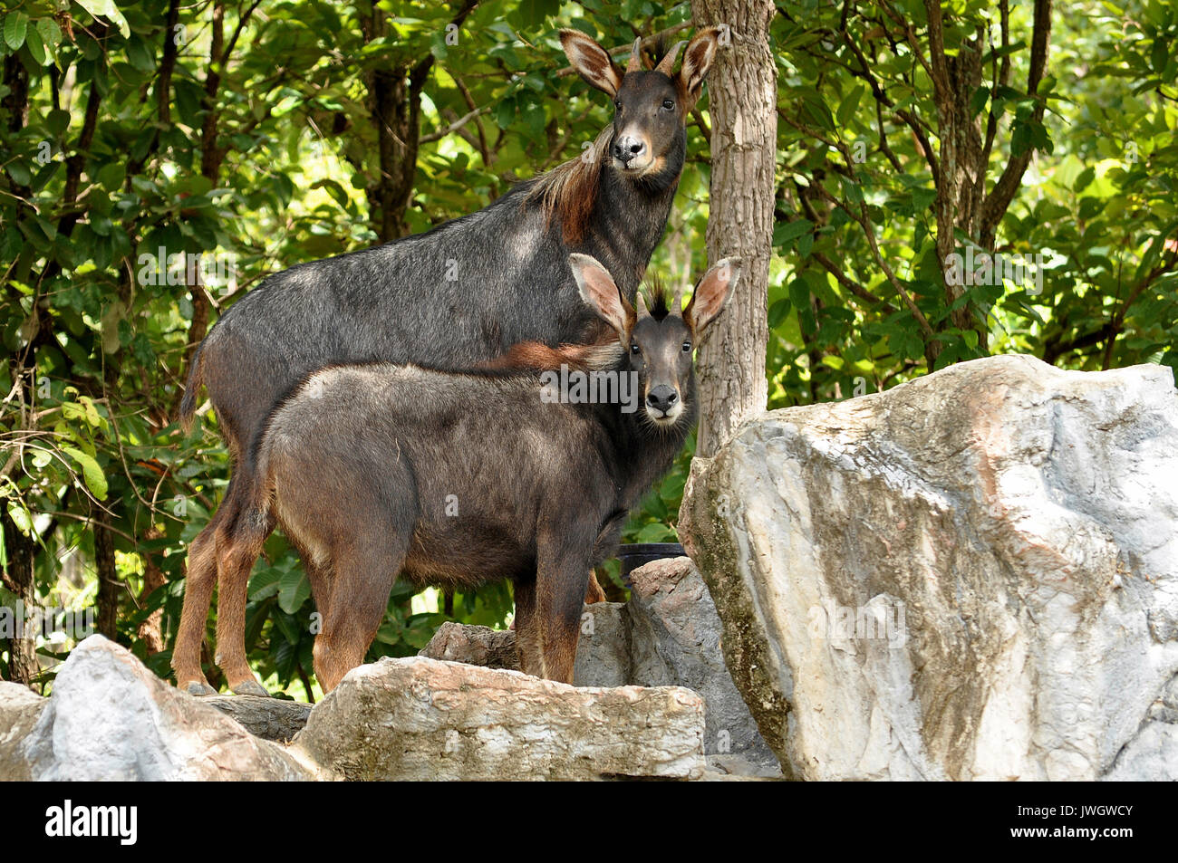 The Sumatran Serow is threatened due to habitat loss and hunting ...