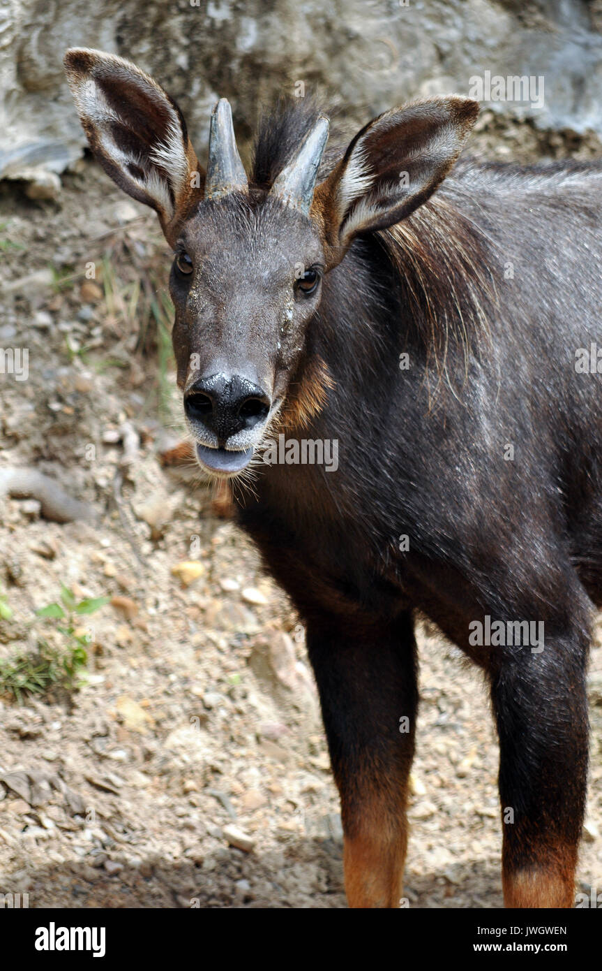 The Sumatran Serow is threatened due to habitat loss and hunting ...