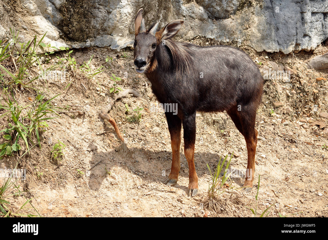 Serow thailand hi-res stock photography and images - Alamy