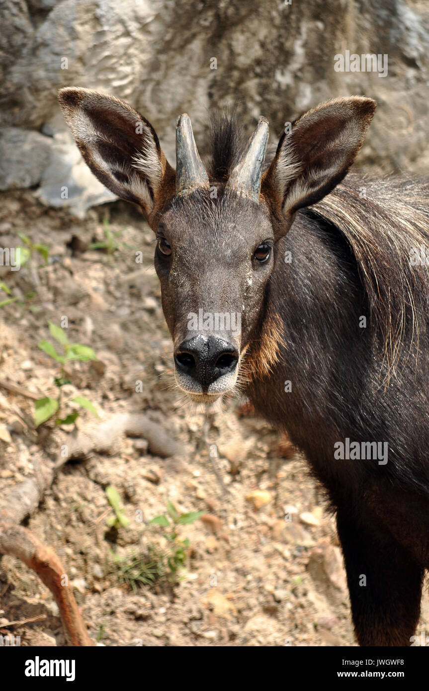Serow sumatran hi-res stock photography and images - Alamy