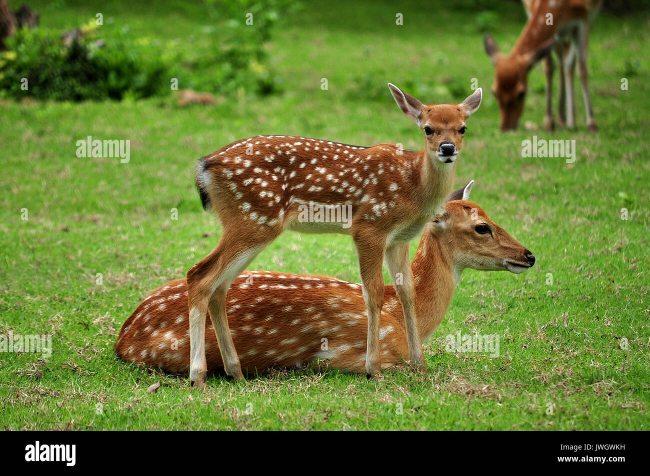 Deer species habitat space hi-res stock photography and images - Alamy