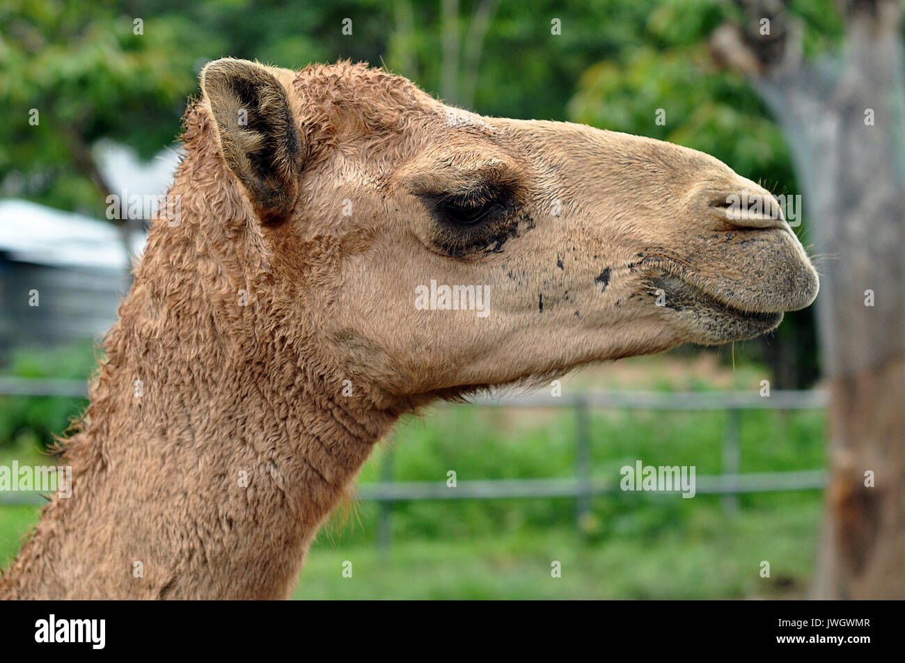 The dromedary or Arabian camel has a single hump. Dromedaries are ...