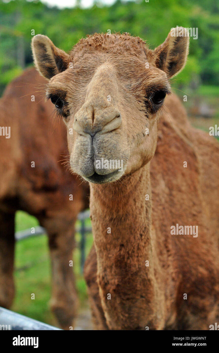 The dromedary or Arabian camel has a single hump. Dromedaries are ...